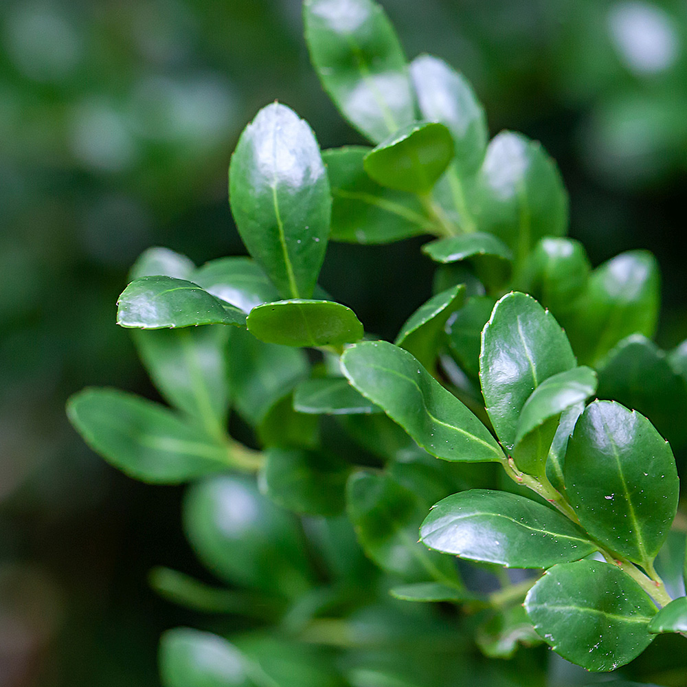 Japanese Holly Compacta